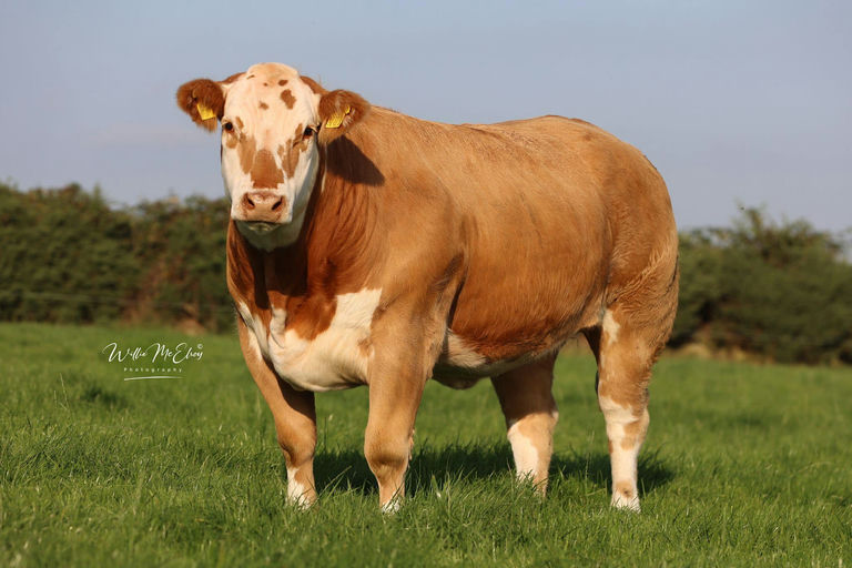 KNOCKMOYLE10 LOKI ET - Sire Details