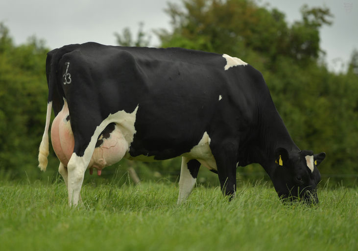 MAGHERABOY SAMSON - Sire Details