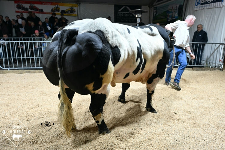 STIGMA VAN TERBECK - Sire Details