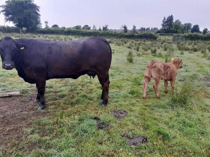 IVANTONOV - Sire Details