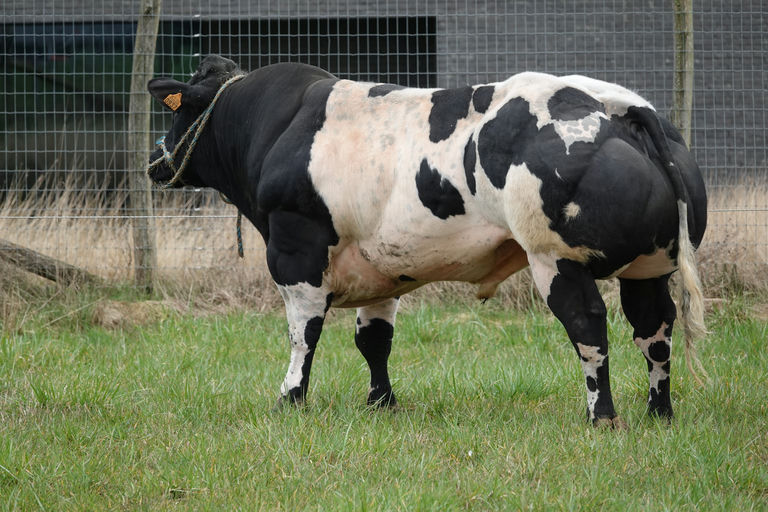 STIGMA VAN TERBECK - Sire Details