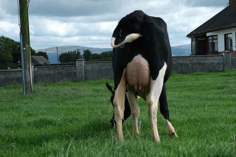 MUNTA MAVERICK SRM - Sire Details