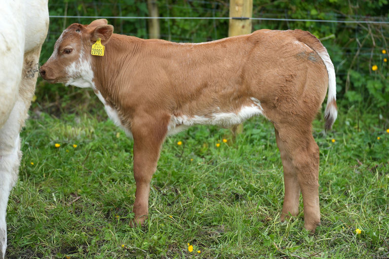 IVANTONOV - Sire Details