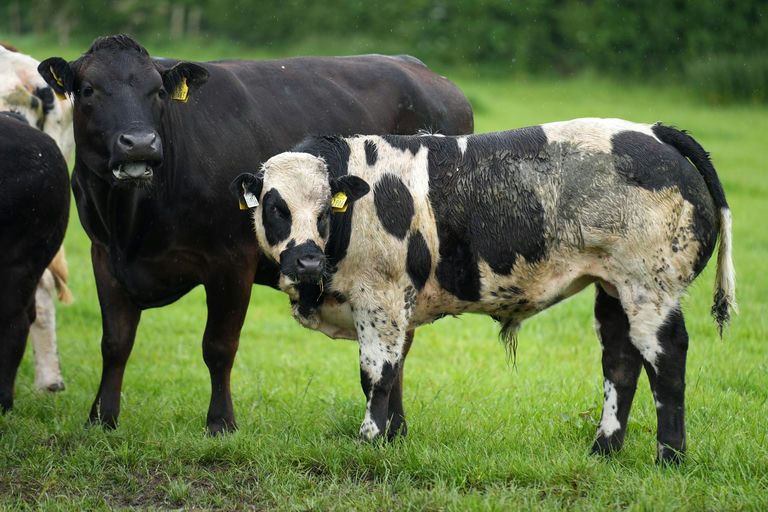 GERONIMO VAN PERENHOF - Sire Details