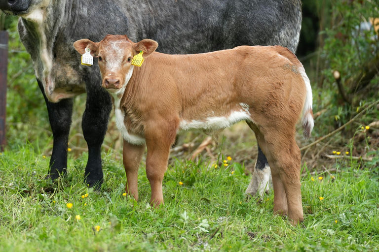 IVANTONOV - Sire Details