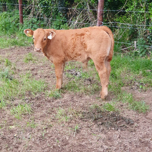 IVANTONOV - Sire Details