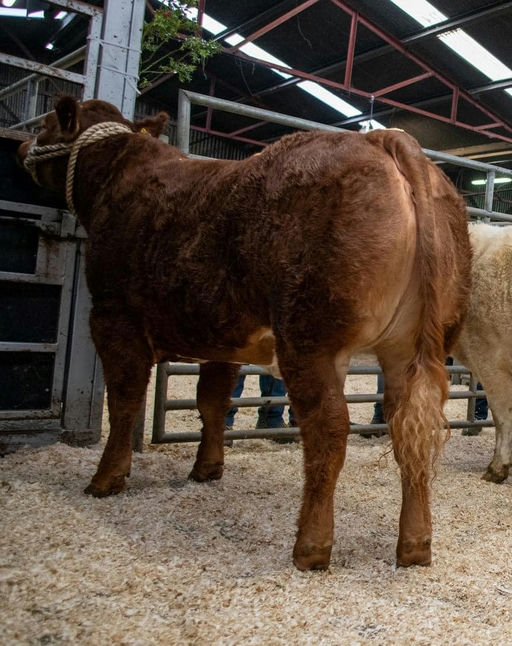 IVANTONOV - Sire Details