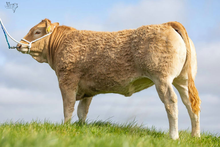 GLACON - Sire Details