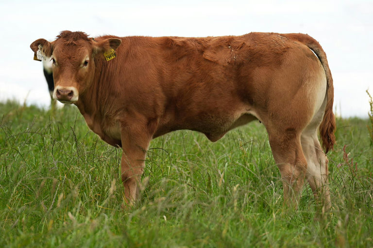 IVANTONOV - Sire Details