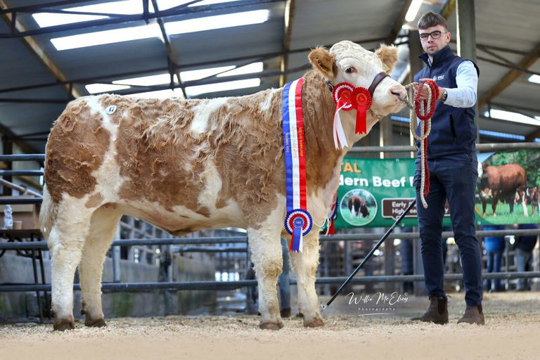 CLONAGH LUCKY HANSOME (ET) - Sire Details